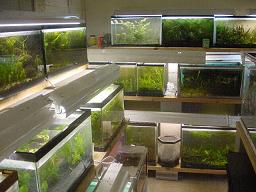 Fishroom