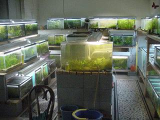 Fishroom