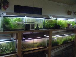 Fishroom