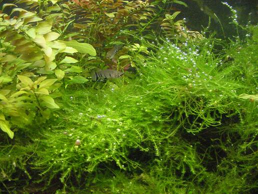 Aquarium Mosses
